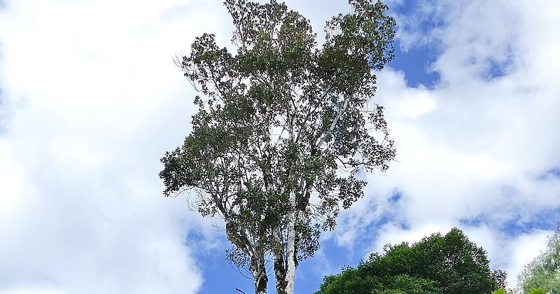 Всё о бегониях и не только...: Пикнандра остроконечная (Pycnandra ...