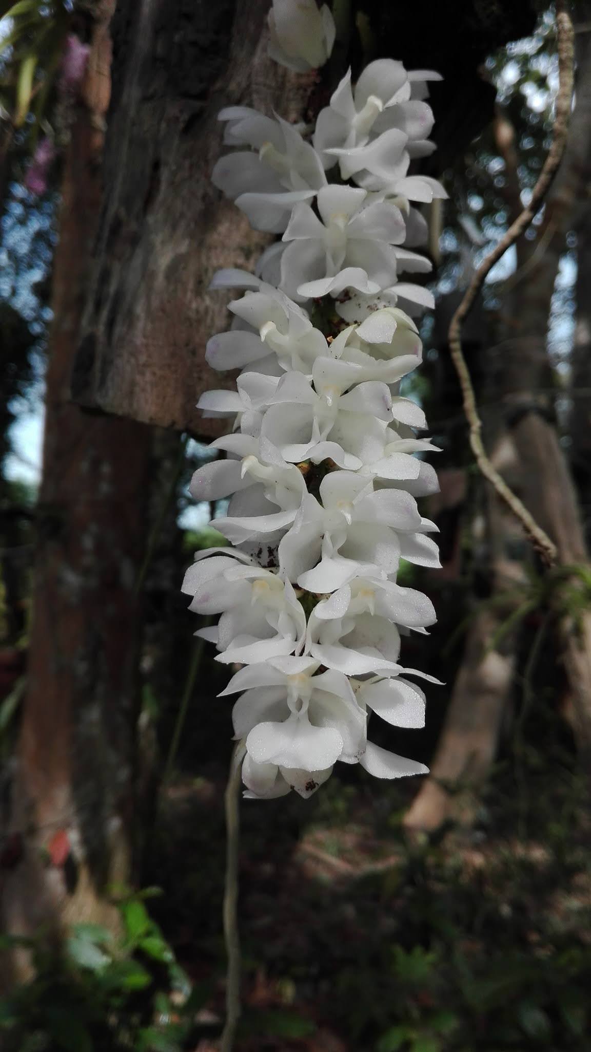 Aerides multiflora