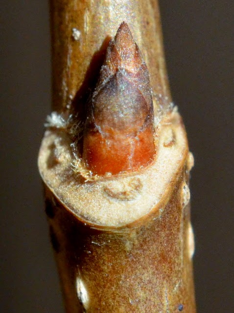 Wild Burlington: Dichotomous key (V) - Bud scars