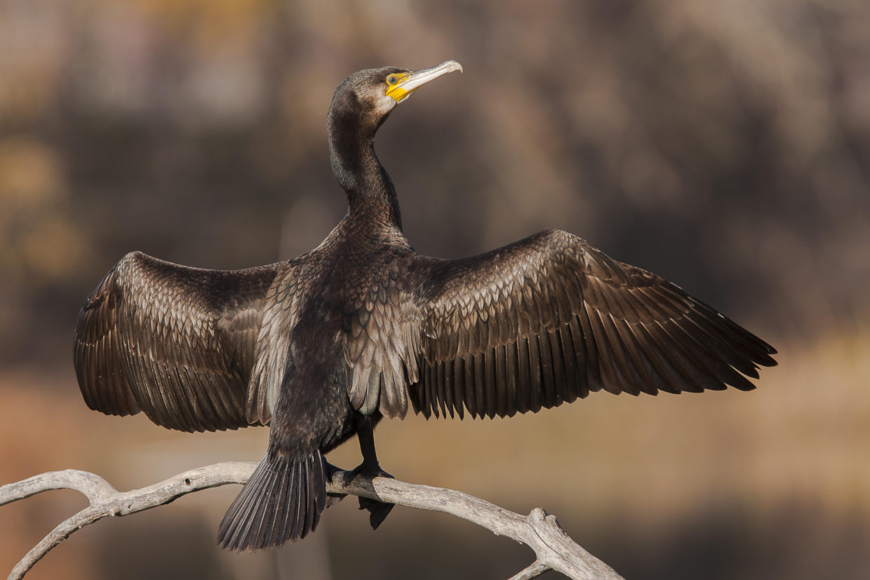 El Cormorán. ¿Vida o Muerte?