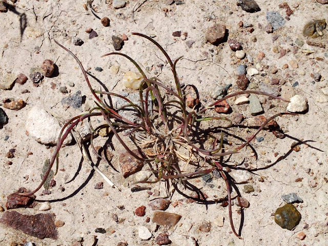 Flora Bonaerense: Balliquillo (Parapholis incurva)