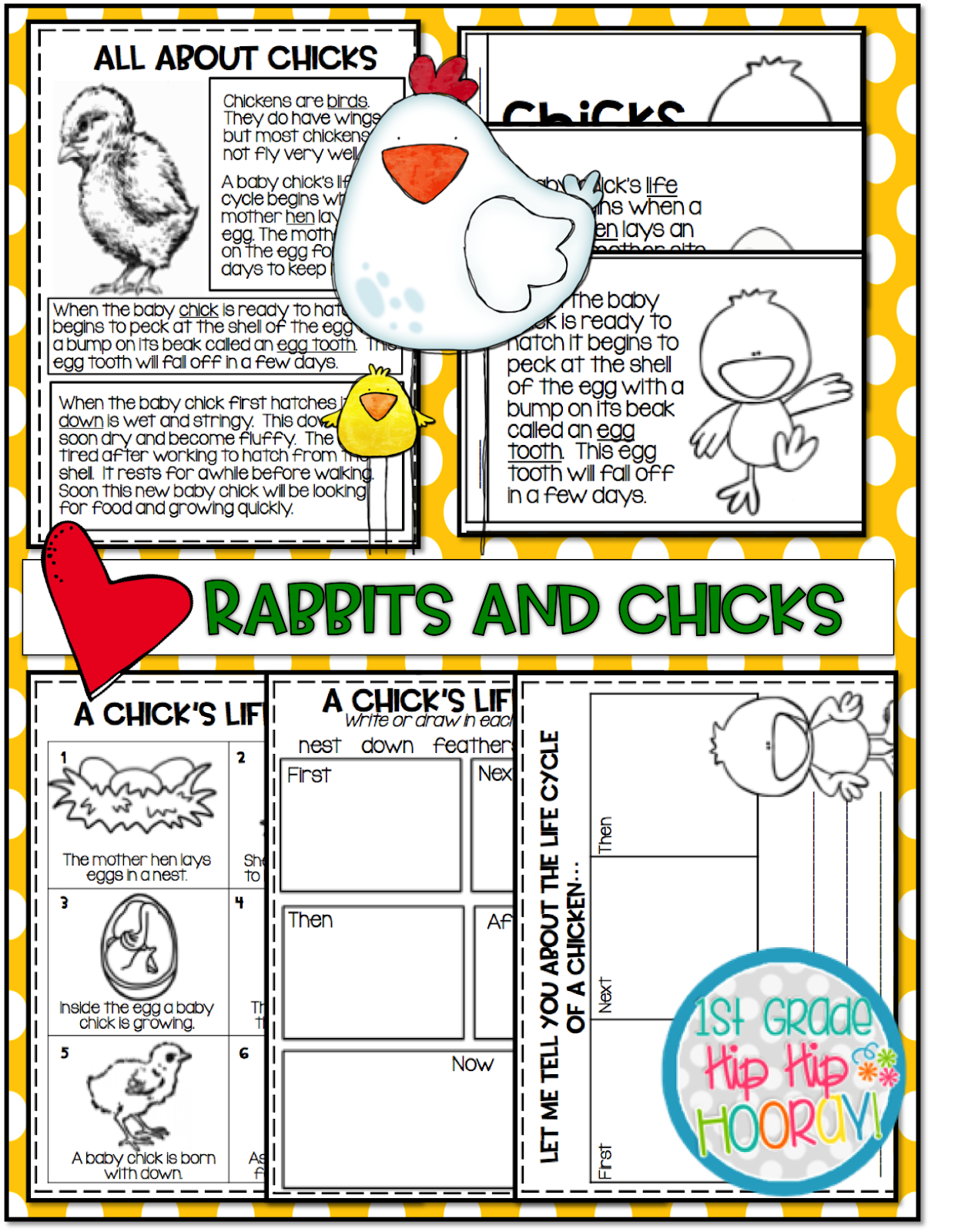 1st Grade Hip Hip Hooray!: Informational Text about Bunnies and Chicks