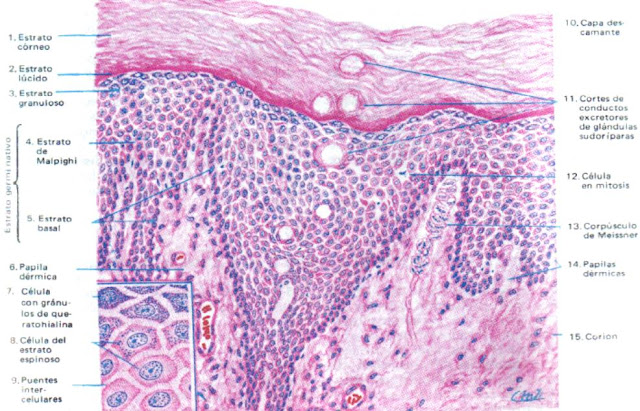 EL RINCÓN DE LA MEDICINA INTERNA. juanpedromacaluso@yahoo.com.ar: 7 jul ...