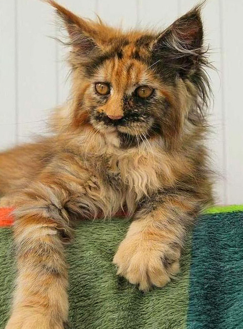 Picture of a shaggy, 'dishevelled' yet attractive tortie Maine Coon
