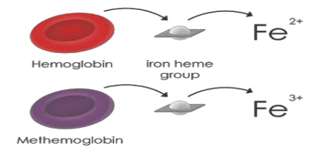 Iron Metalloporphyrins Complexes in Bioinorganic Molecules BSc ...