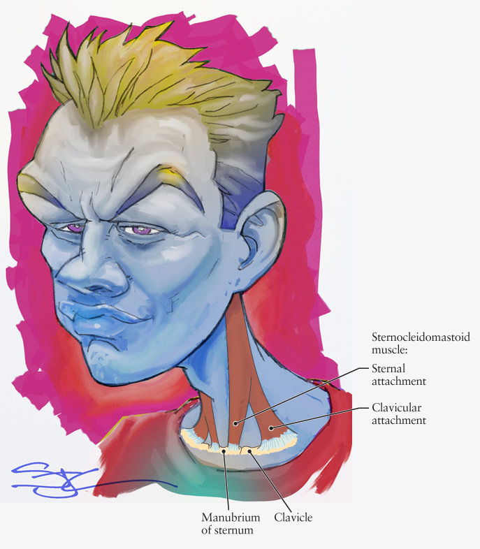 Human Anatomy for the Artist: Sternocleidomastoid: Don't Forget the Cleido!