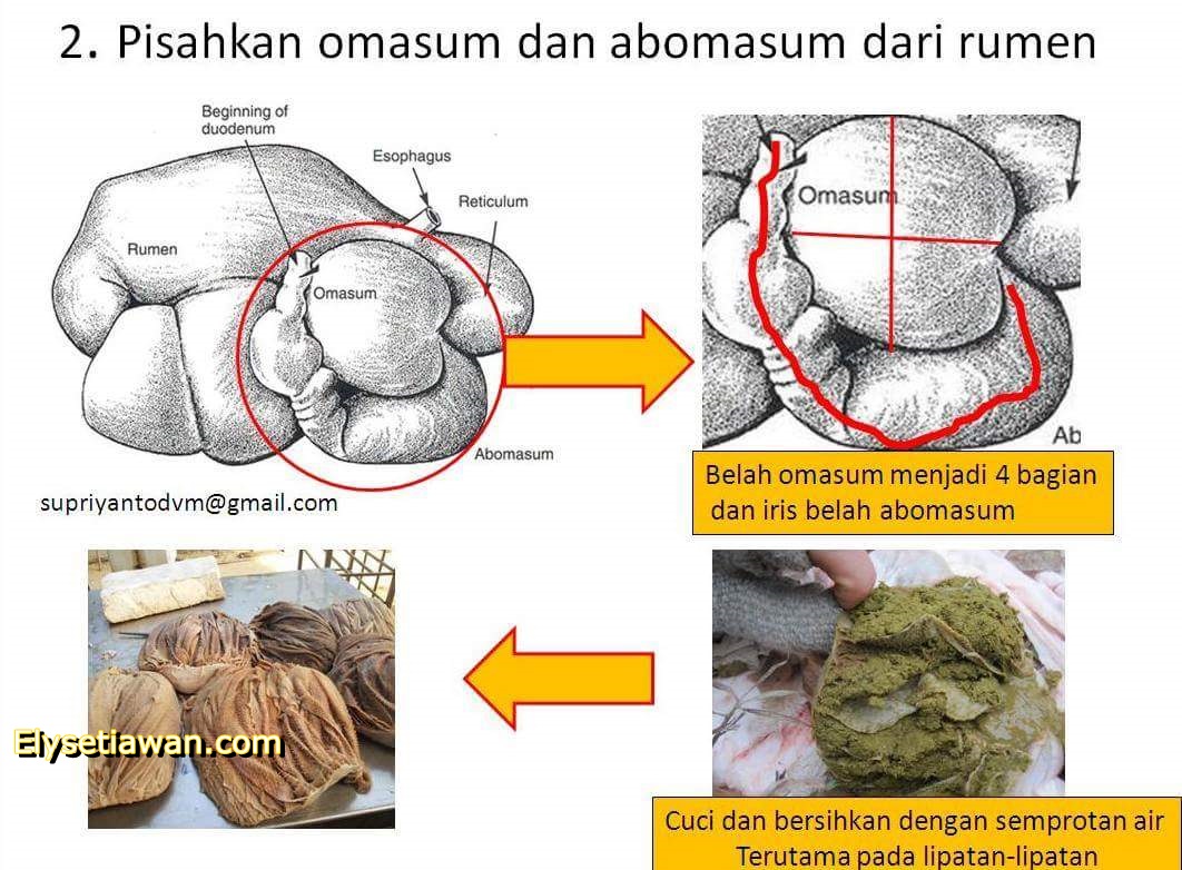 Bagaimana Cara Membersihkan Jerohan Hewan Qurban yang baik dan Benar ...