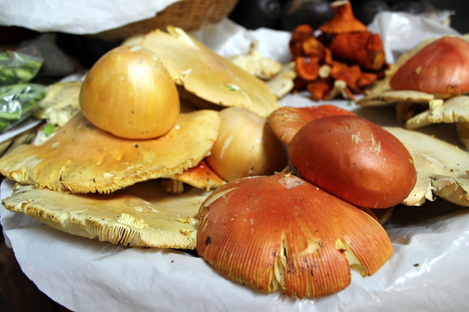 Jes Valencia : Julio y agosto son meses en que nacen setas silvestres ...