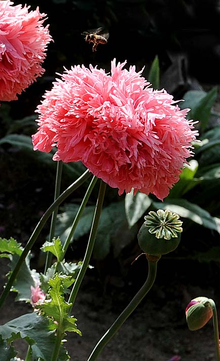 Papavero da oppio (Papaver somniferum)