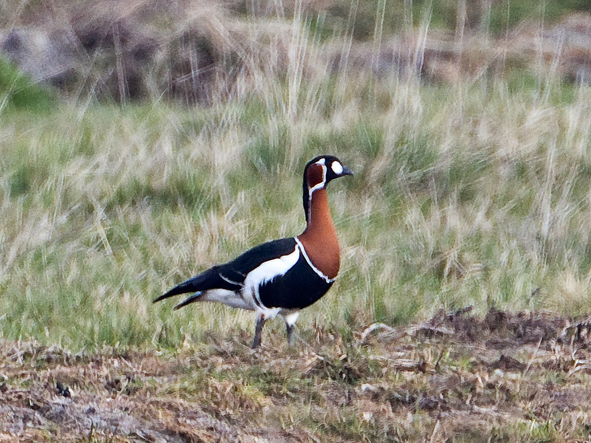 Martin's Sussex Birding Blog: Red-breasted Goose