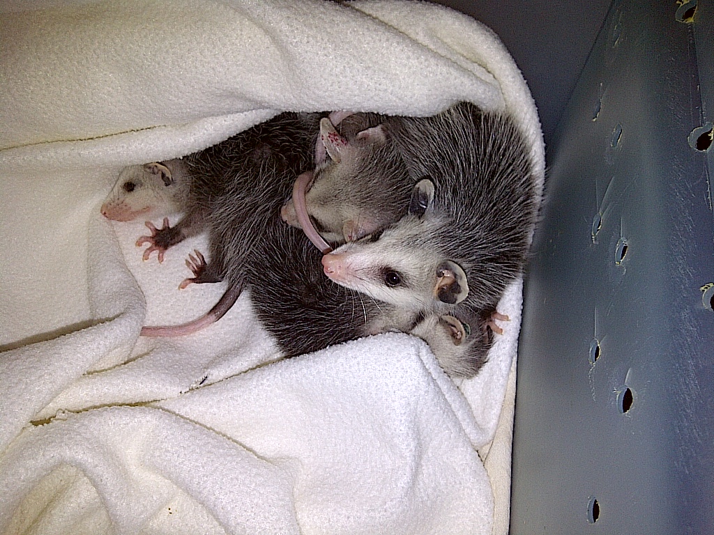 Wisconsin Wildlife Neighbors: A Tale of Two Opossums