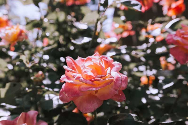 7 Reasons to Drink Rose Water | Dr Farrah MD