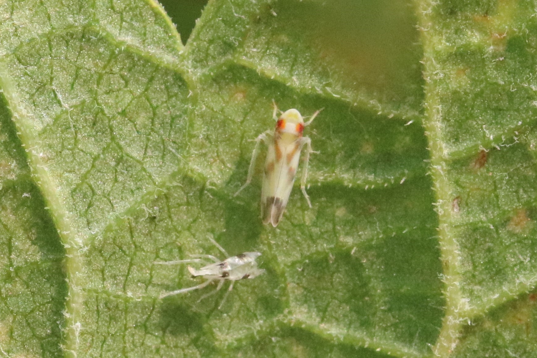 Late-season Notes on the Western Grape Leafhopper with Extension ...