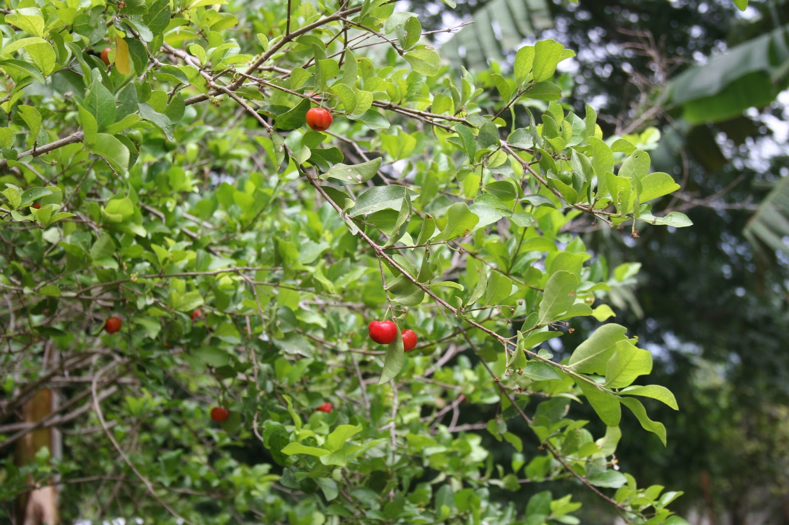 Haiti Hiatus: Brother Edward Shows Us a Glimpse of the Abundant Plant ...