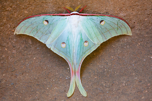 15 Rarest Insects in the world | Rarest Bugs in world | Food | lifespan ...