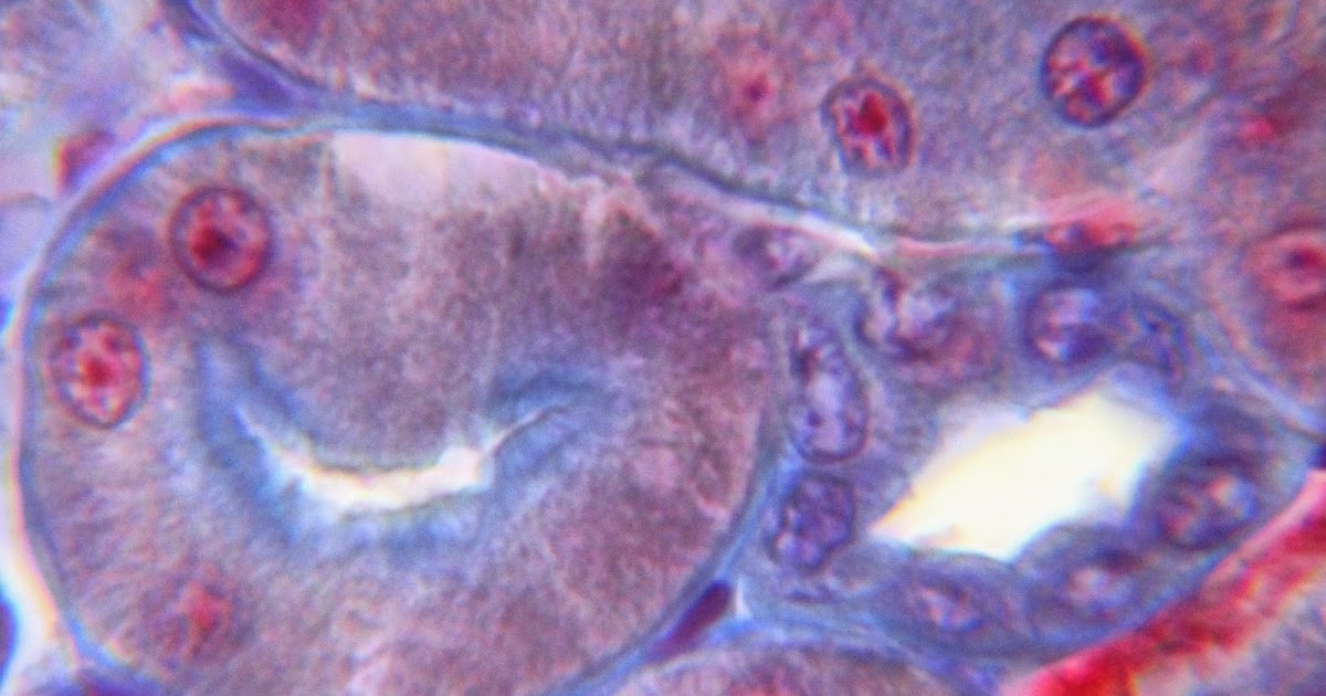 Atlas de Histologia. Cap. 1: Tecido Epitelial de Revestimento