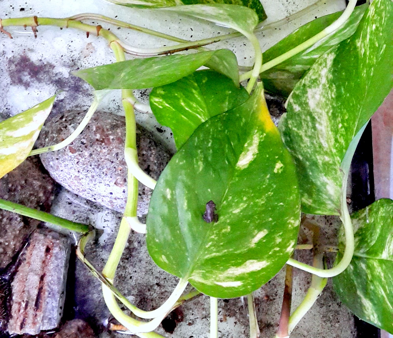 Biomimicry of Frogs - A Study of Nature's Best Ideas