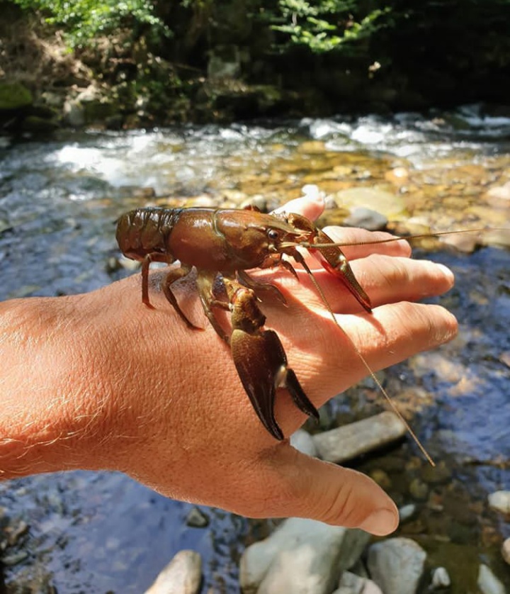 Rečni rakovi - Crayfish
