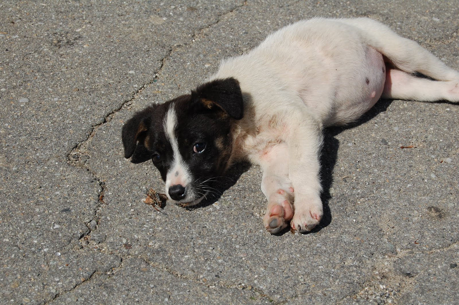 Wallpapers: Catelusi