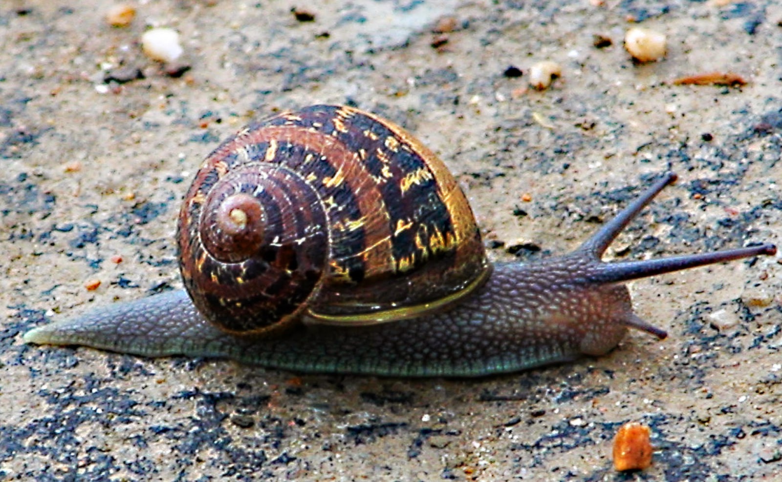 retales visuales: Caracol