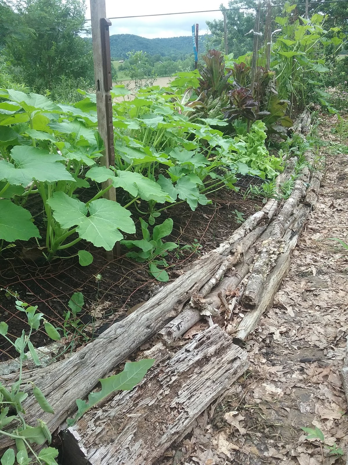 Vegans Living Off the Land: Blueberry & vertical trellis biodiverse garden