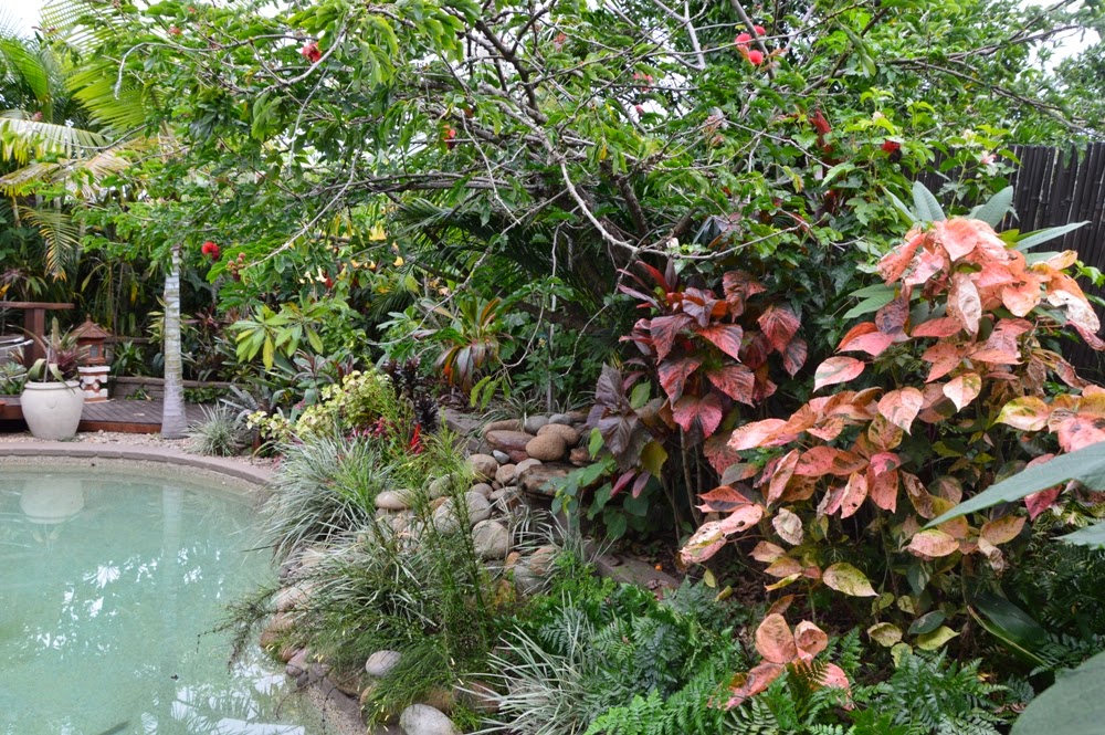 Tropical Breeze is a Sydney tropical garden filled with a wide variety ...