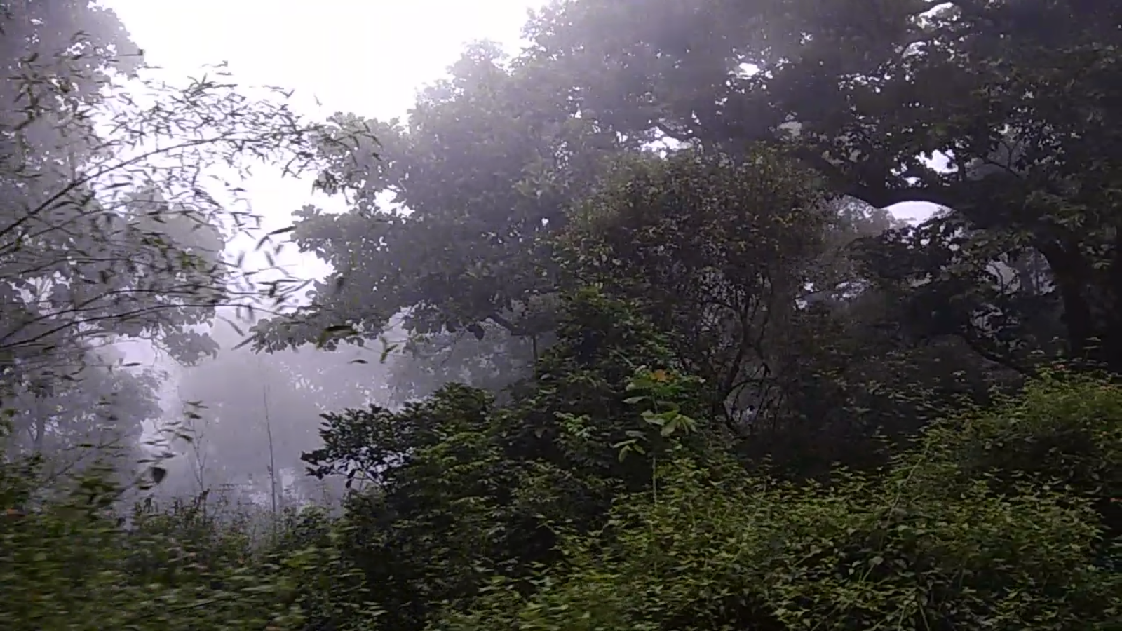 Magical Land Of Green World On Earth: Lomb’s View Valparai