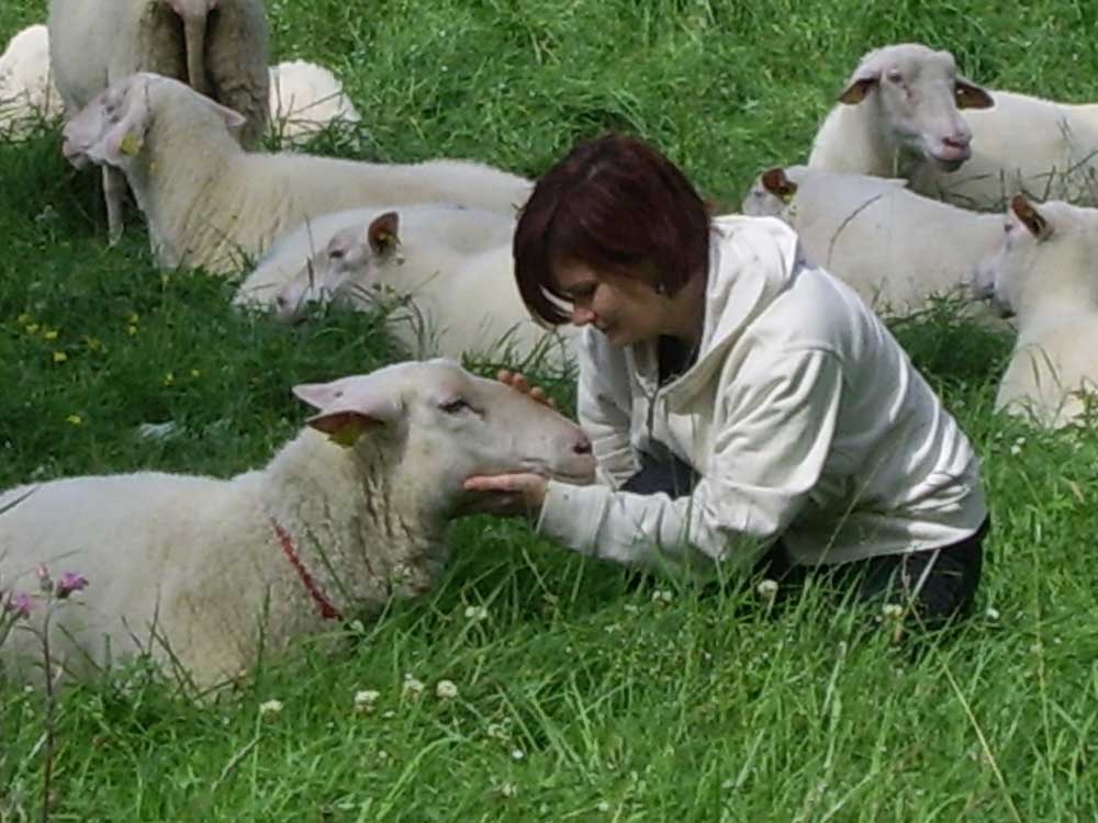 (Inter) National Hug A Sheep Day: Hugs From Hungary