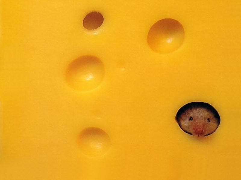 Mouse and Cheese - Priceless Pic