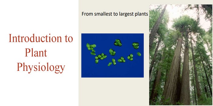 Introduction To Plant Physiology; Plant Cell's Anatomy, Type Of Plant ...