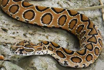 GUJARAT SNAKE BANK: Russell's Viper