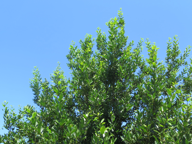 EL LAUREL (Laurus nobilis)
