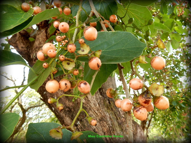 Meu Cantinho Verde: CÓRDIA-AFRICANA, LASURA - ( Cordia myxal )