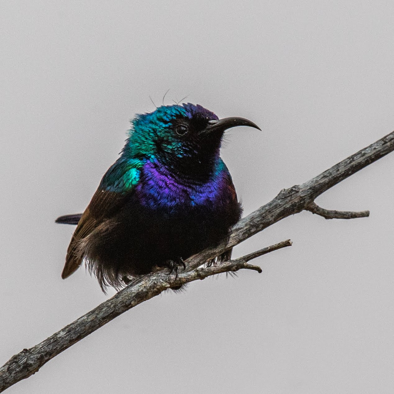 Jackwin 777: Israel Birds Part 02_04 Ein Advat, Sde Boker and Midreshet ...