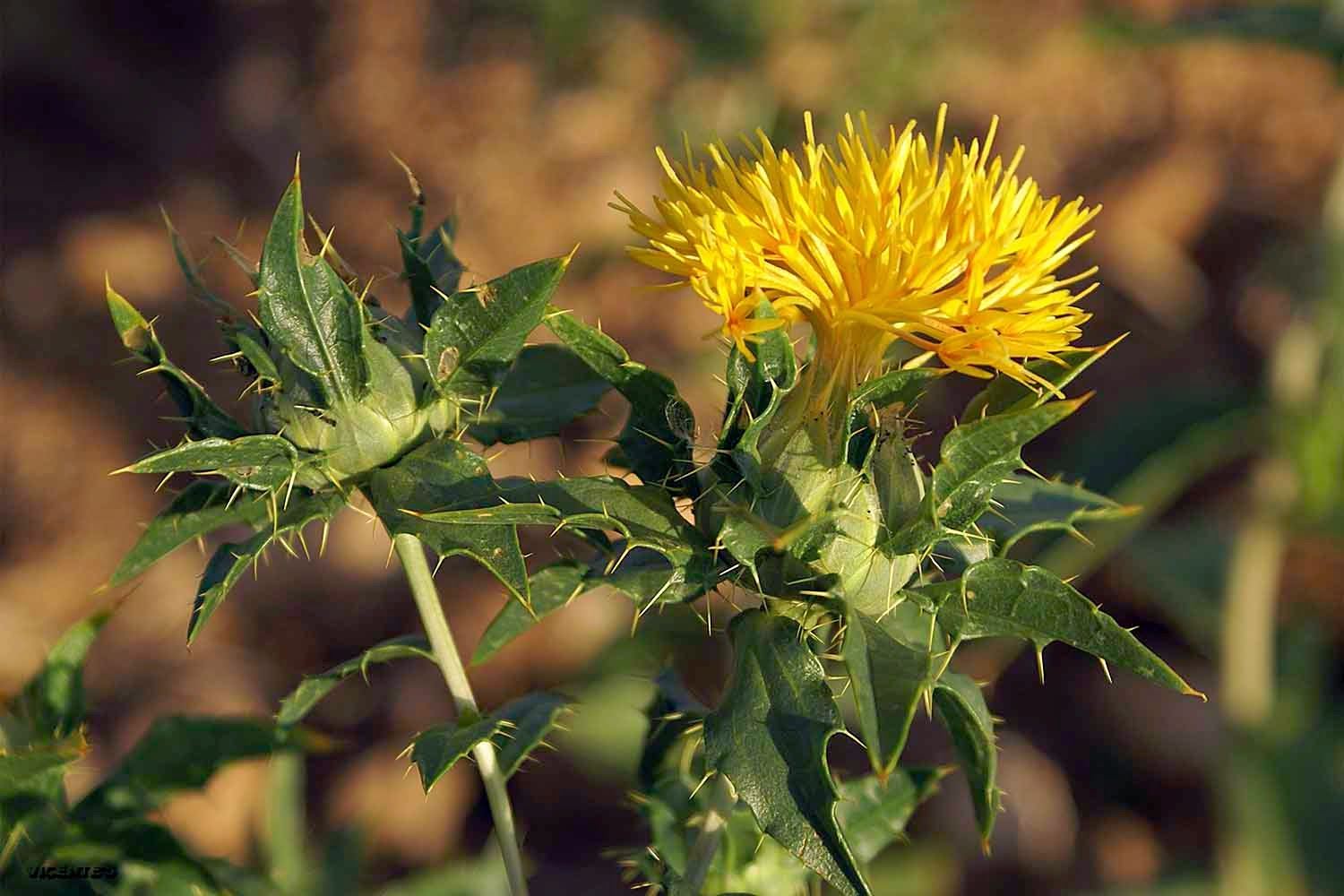 Las flores silvestres de Hormaza: Carthamus tinctorius