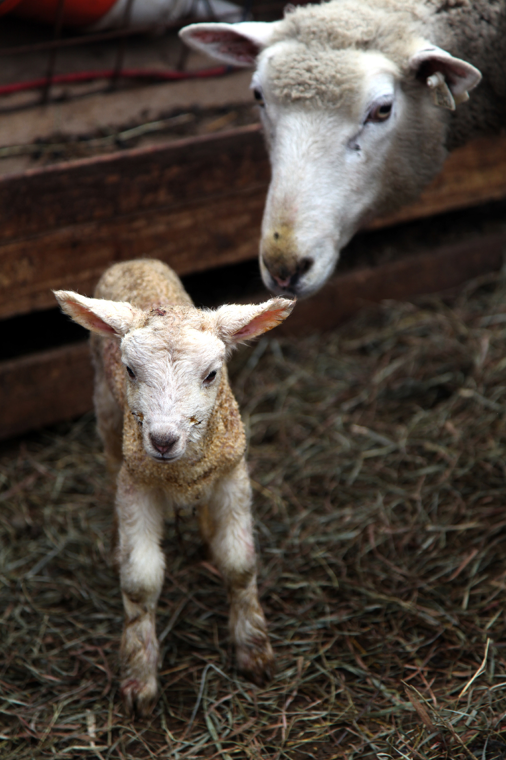 Getting Stitched on the Farm: Sweet New Lambs