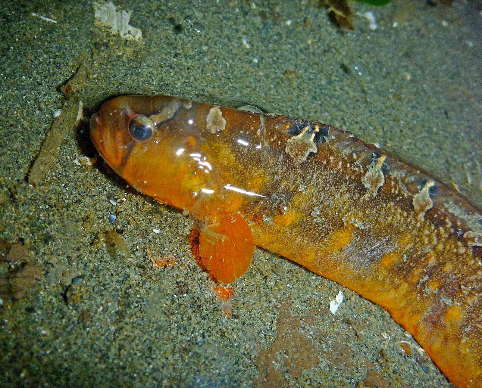 Buzz's Marine Life of Puget Sound: Jan 4, 2014