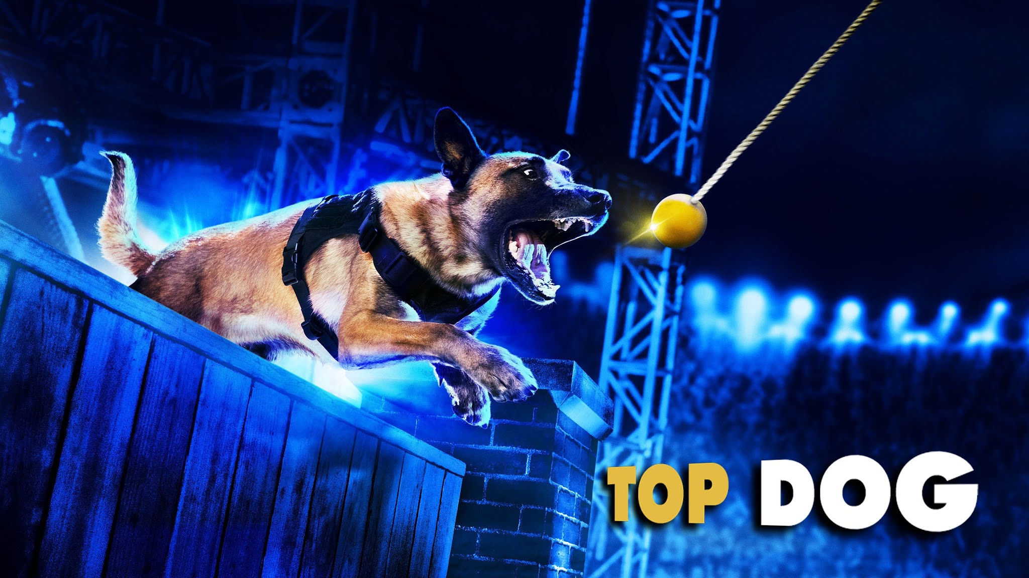 A&E estrena segunda temporada de Top Dog - TVCinews