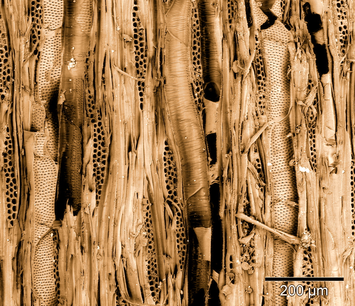 Educación Forestal: Madera al microscopio