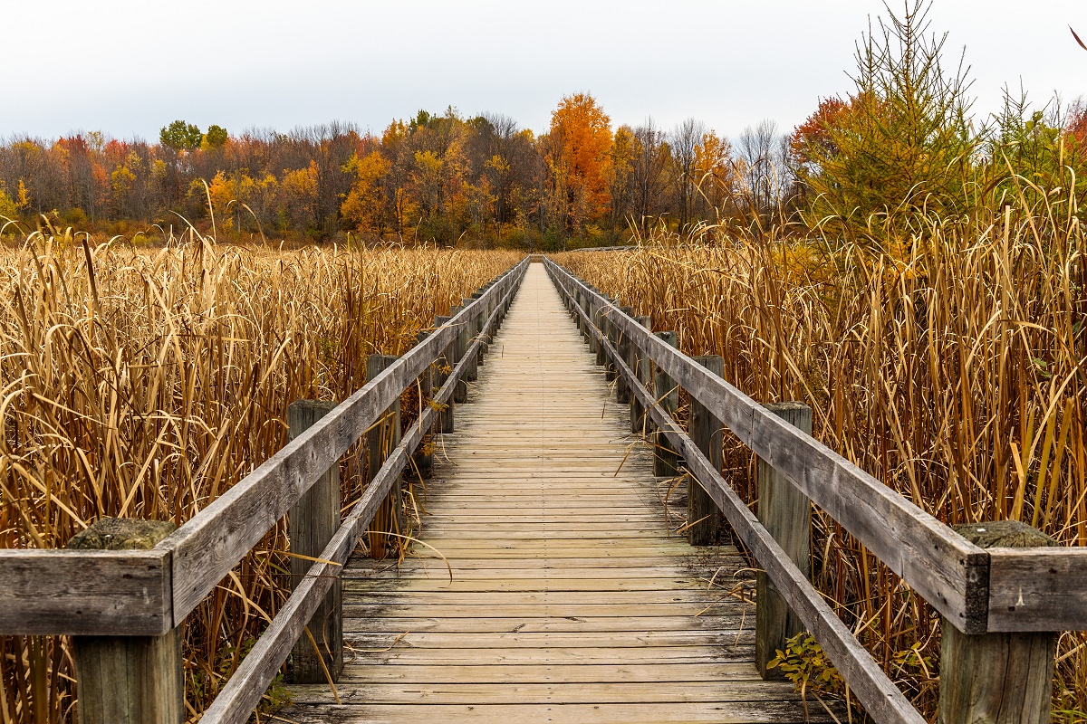 Bitstop: Mer Bleue Bog Trail