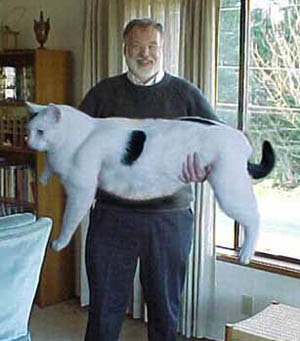 Oliver's Corner Pet Blog: Big Cat or Small Man