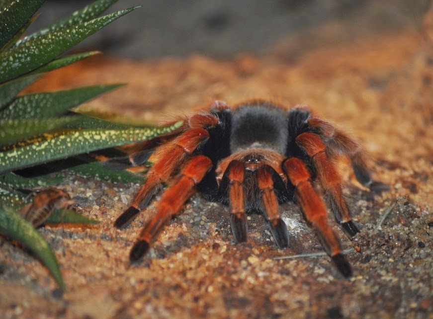 ZOOTOGRAFIANDO (6.096 ANIMALS): TARÁNTULA MEXICANA DE PATAS ANARANJADAS ...