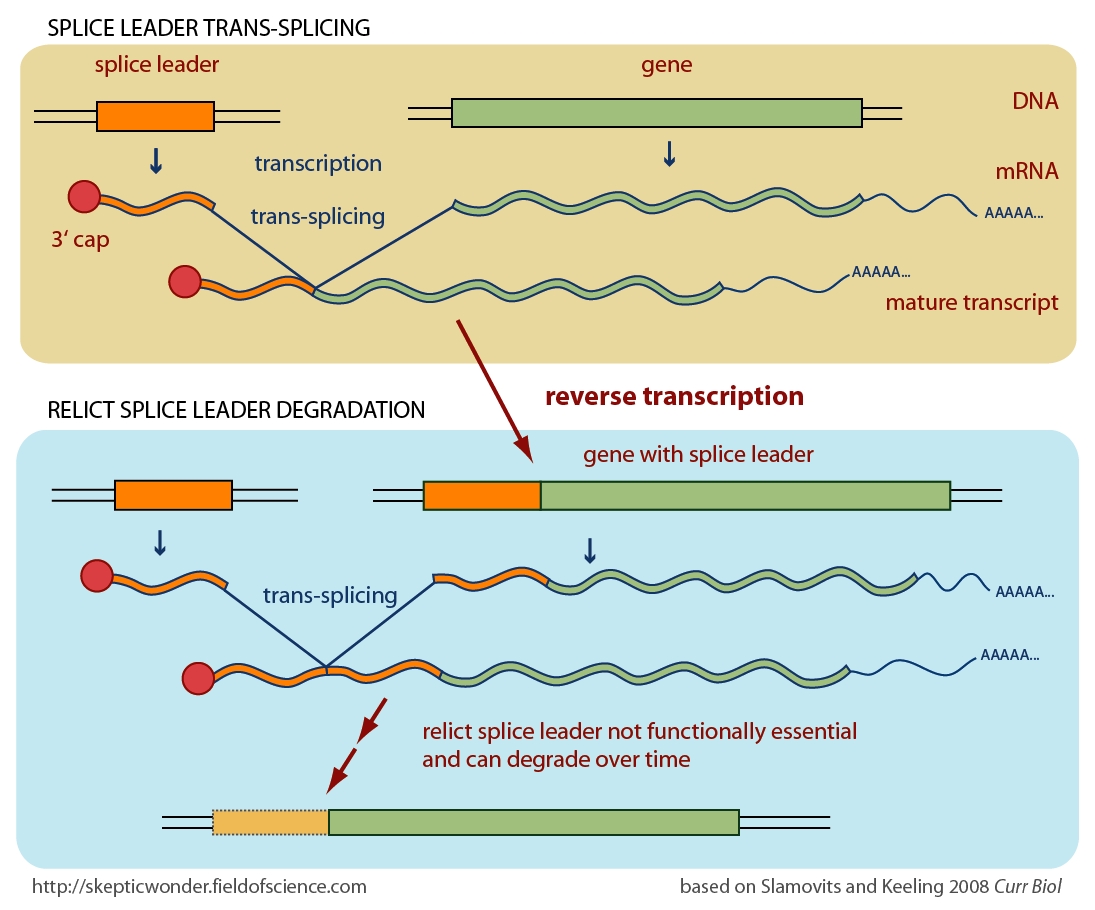 Skeptic Wonder: 05.2011