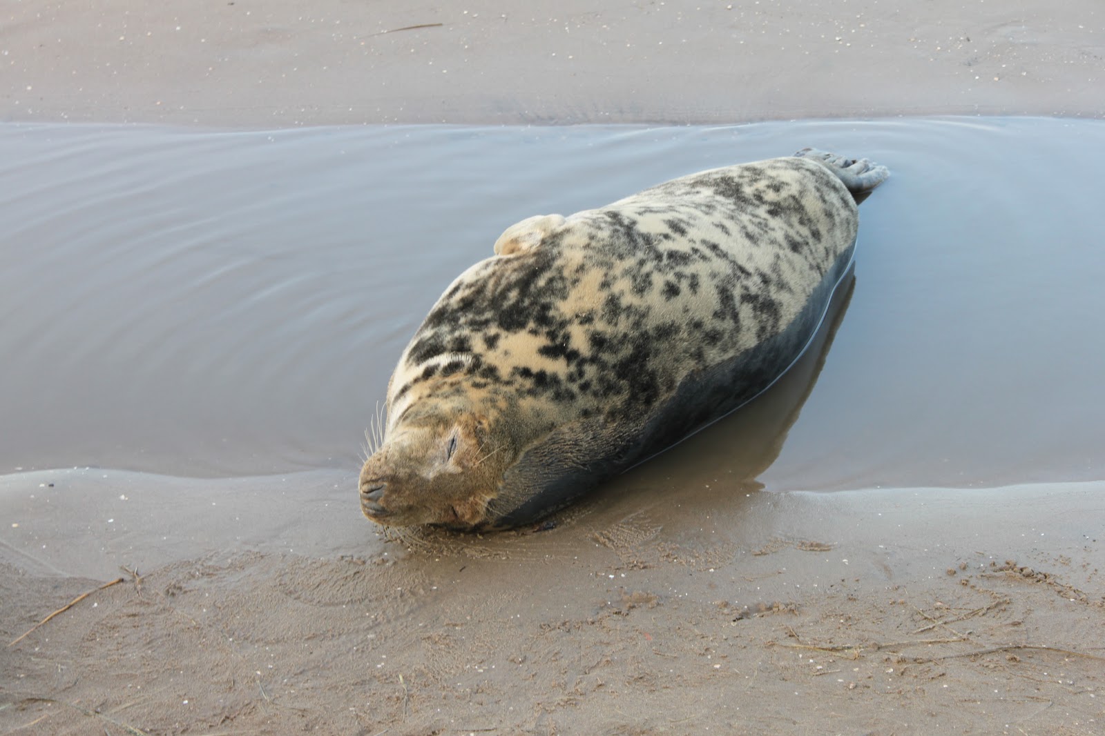 Seal Watching at Donna Nook National Nature Reserve