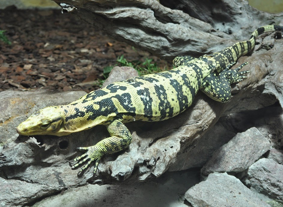 ZOOTOGRAFIANDO (6.100 ANIMALS): VARANO ACUÁTICO FILIPINO / MINDANAO ...