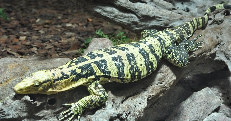 ZOOTOGRAFIANDO (MI COLECCIÓN DE FOTOS DE ANIMALES): VARANO ACUÁTICO ...