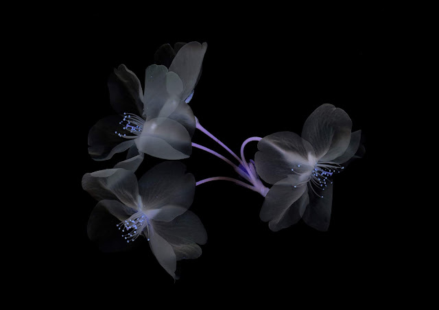 All About Photo: Hong Kong: The Art of Photography by Yoichiro Nishimura