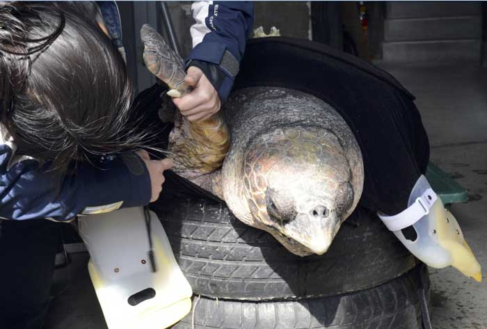 Nothing To Do With Arbroath: Disabled turtle gets new lease of life ...