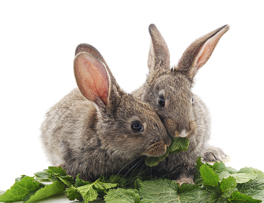 Ten Great Rabbit Web Sites ~ We love pets