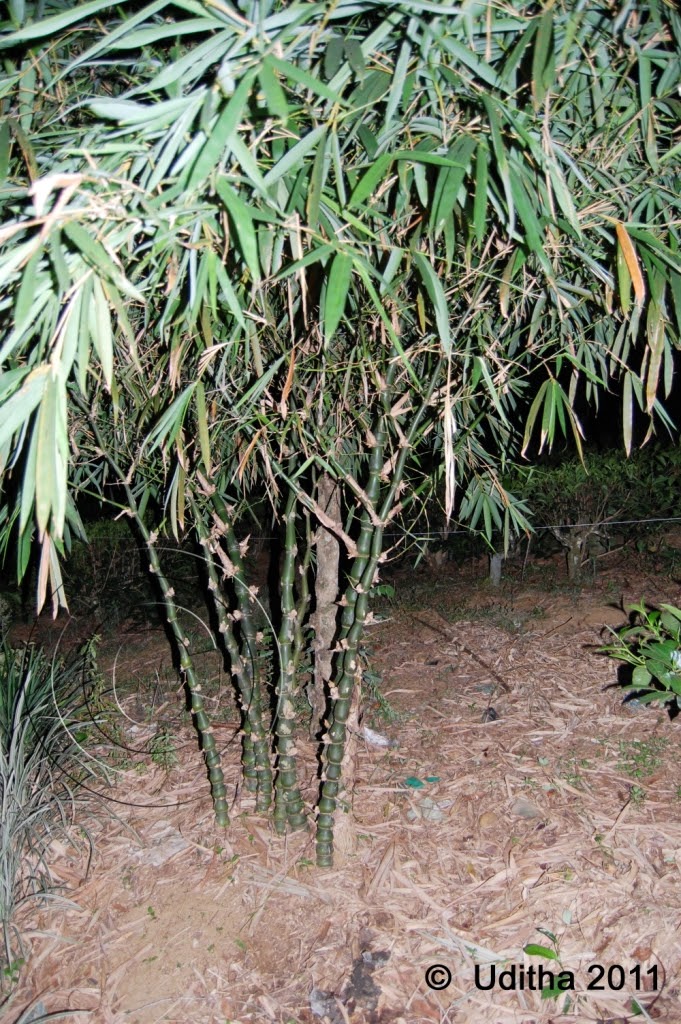 FOREST BIRD: The HistoricThorny Bamboo of Pethangoda
